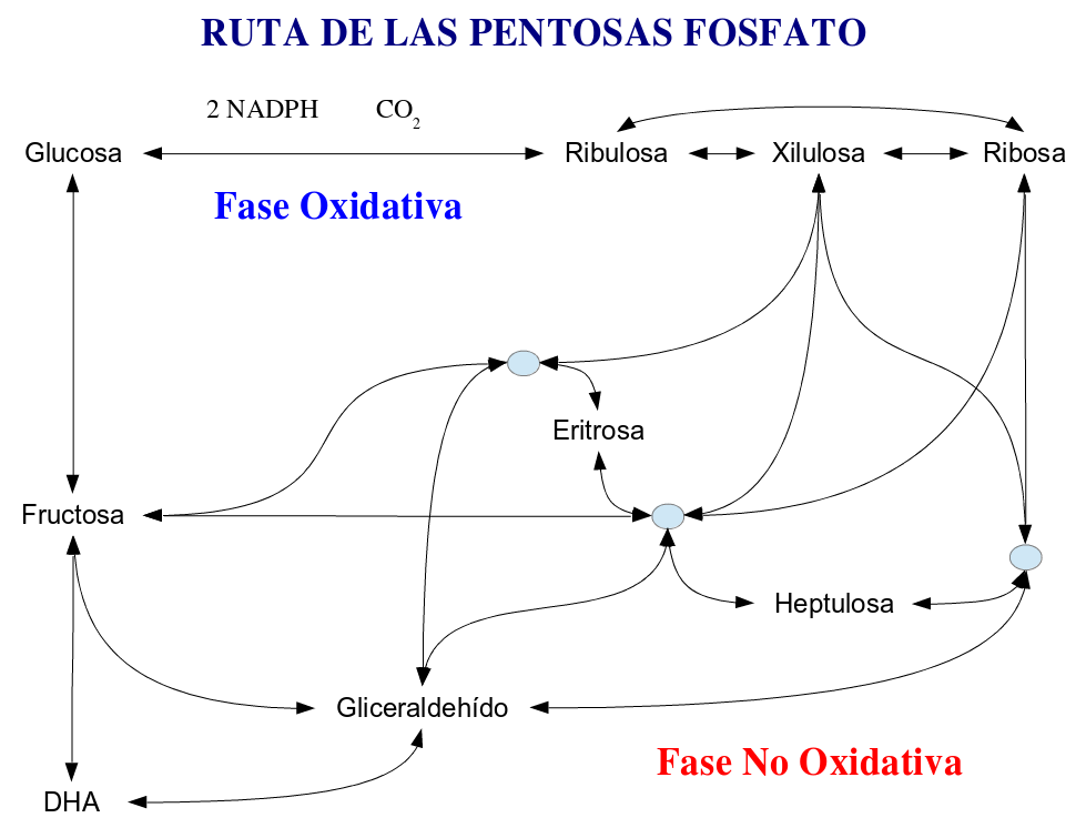 Ruta de las Pentosas-fosfato