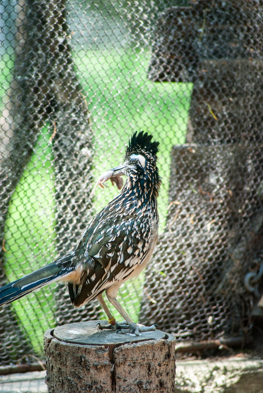 Committed Stitcher: Mostly Birds