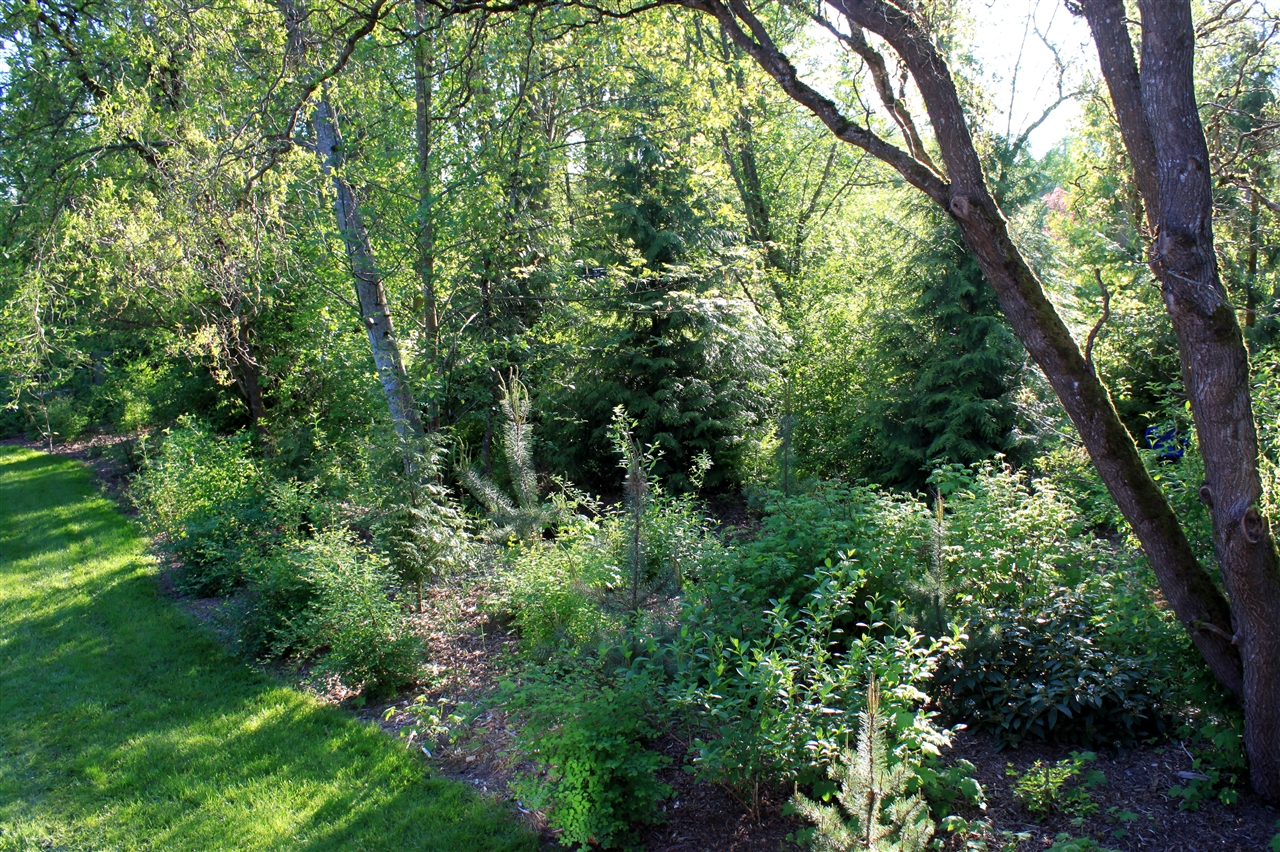 Little Swamp Creek: Streamside planting update