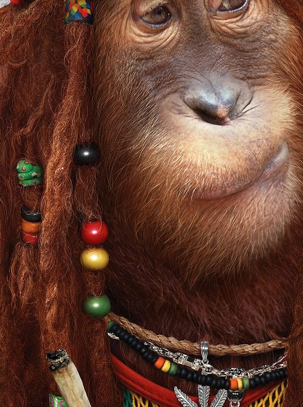 Softly Elegant Modern Day Monkeys | Wonderful from all over ...