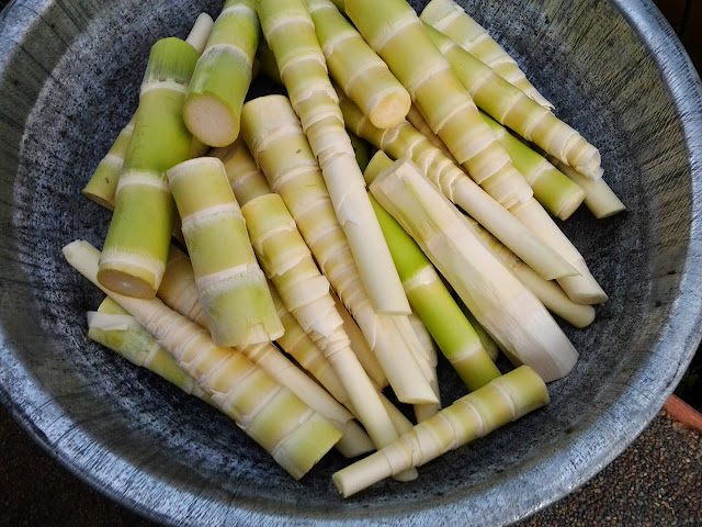 BAMBOO SHOOTS, WORLD UNIQUE FOOD - younterest.com