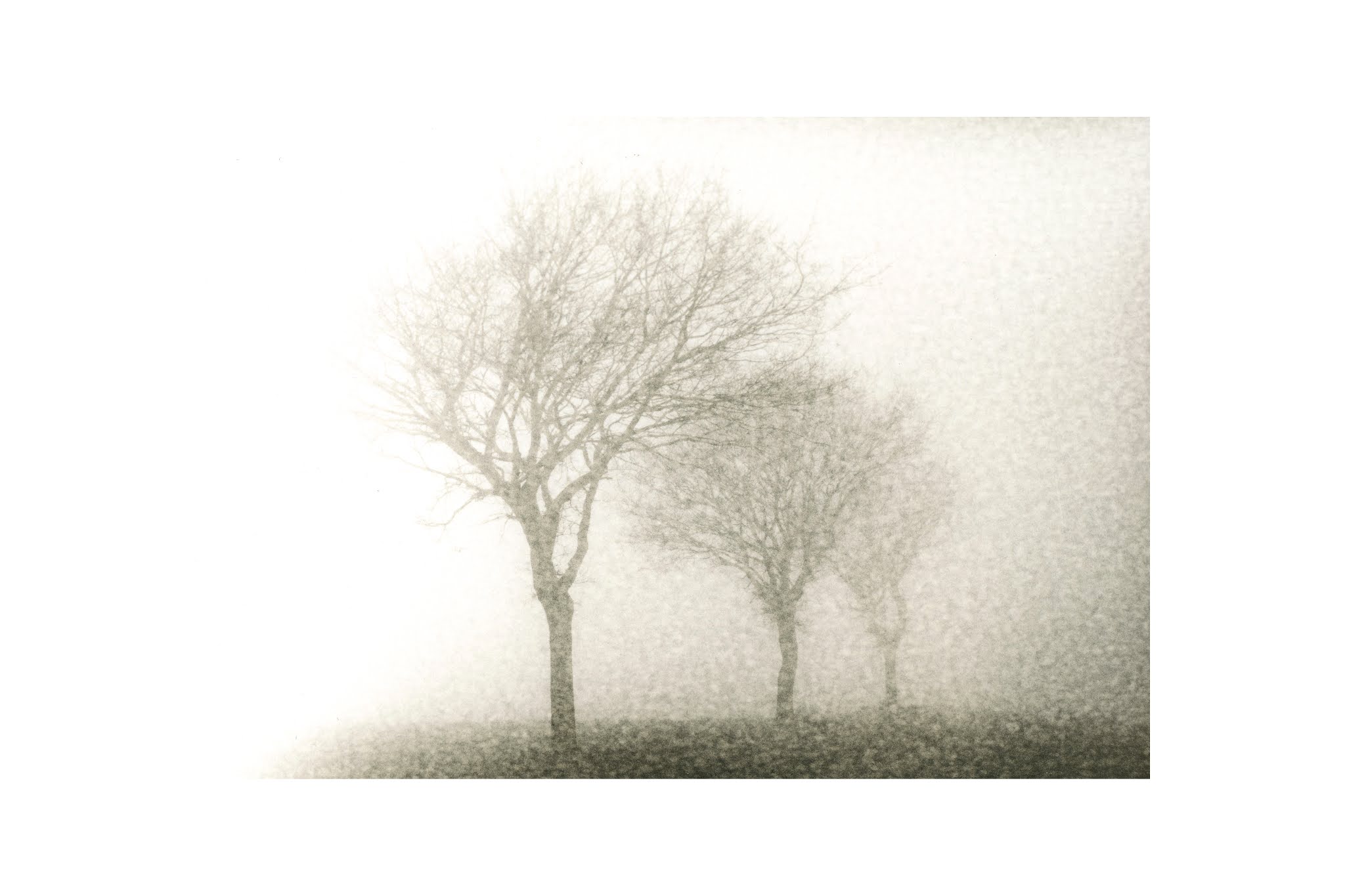 Printing Mathematical Trees Study: Lith Developer