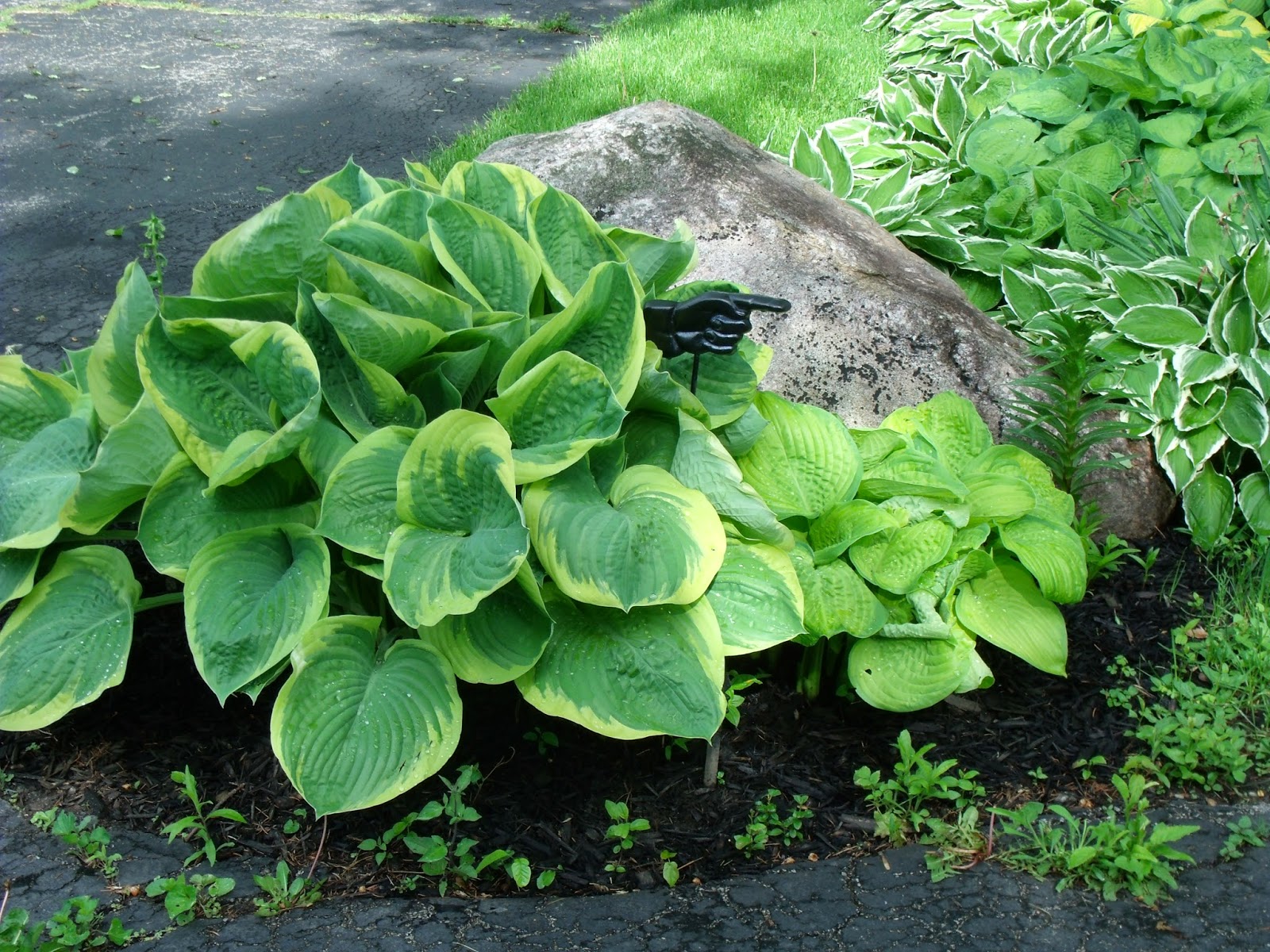 Gear Acres at Top of the Hill: The hostas are looking good.......