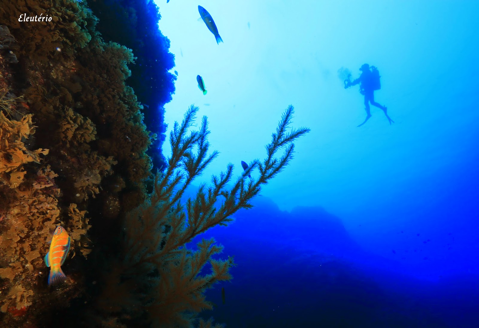 Reserva Natural dos Ilhéus das Formigas