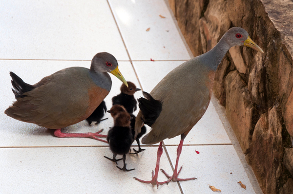 Bellas Aves de El Salvador: Aramides axillaris (tamborcito, rascón ...