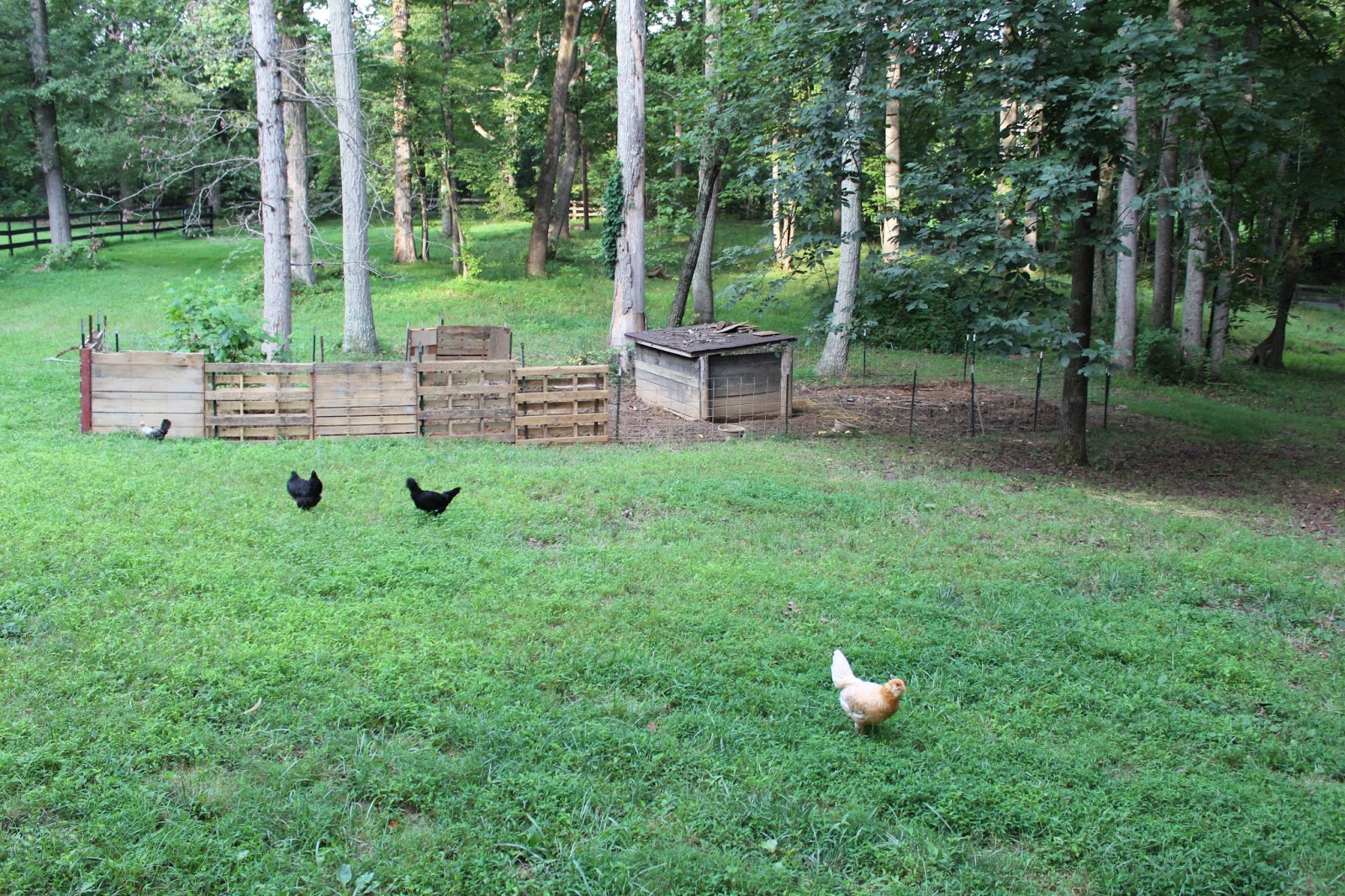 MCR's thoughts...: A redneck pig pen or "re-purposing pallets" for hog ...