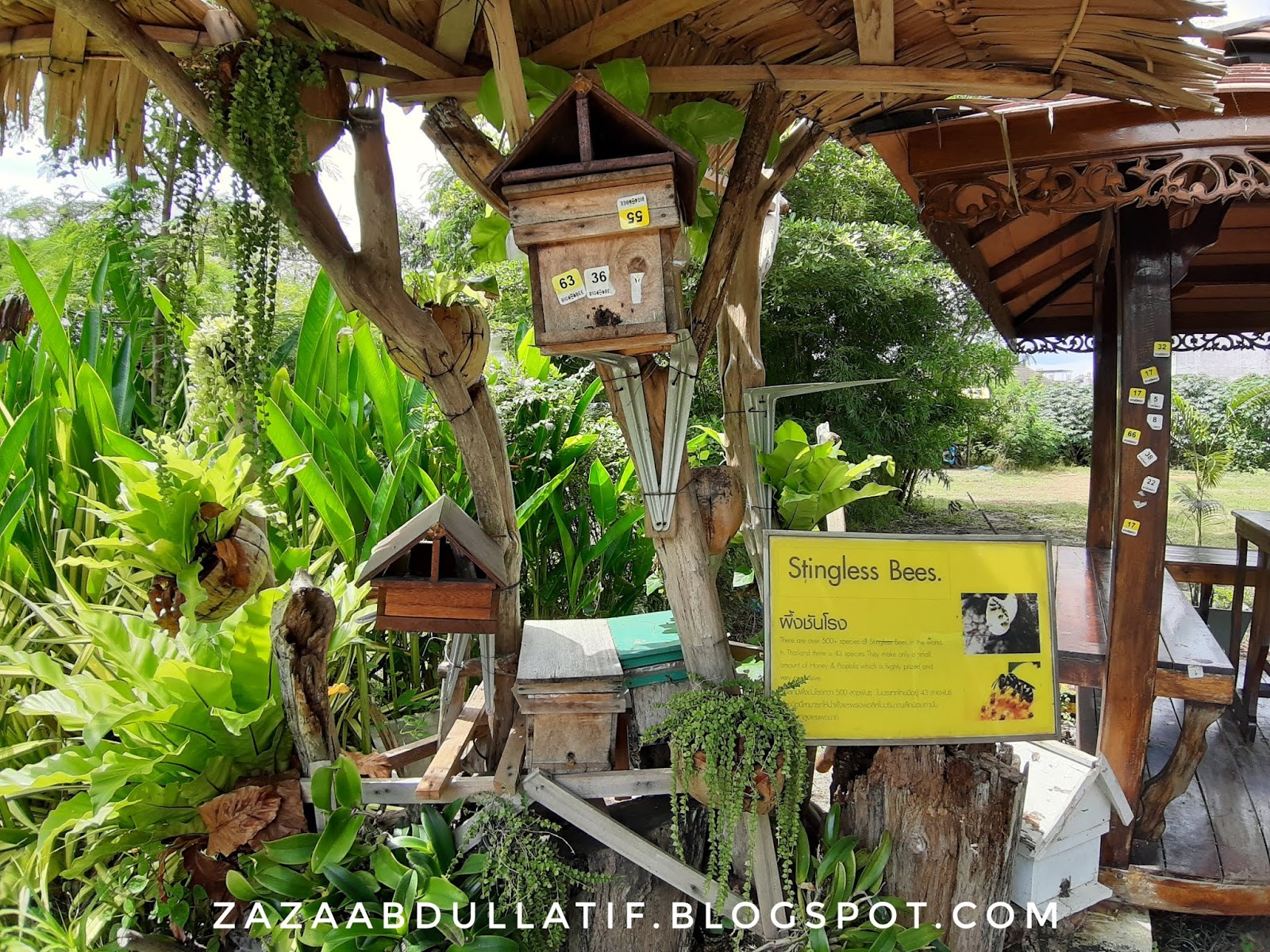 Zaza Abdul Latif: Hatyai 2019 - BigBee 🐝 Garden