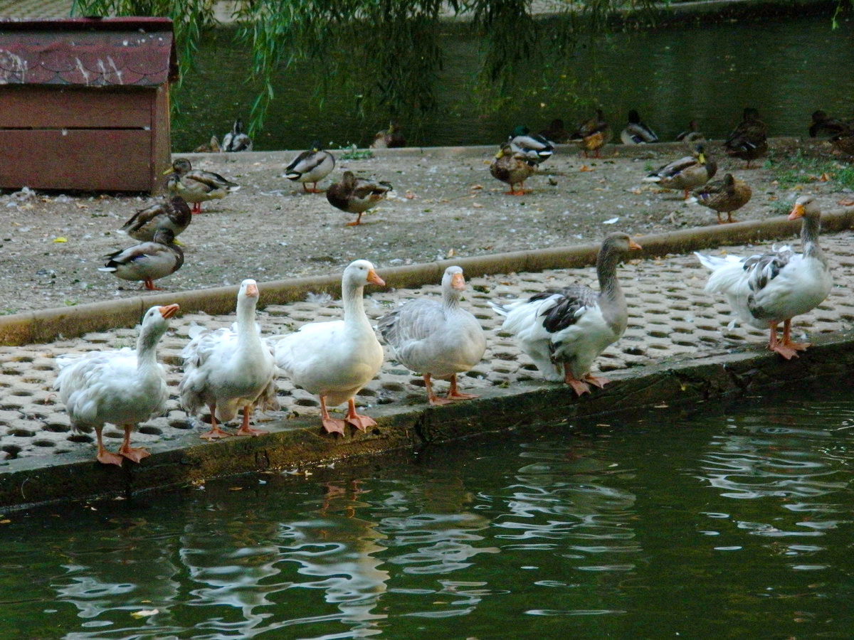 LA MULTI ANI, ROMANIA!: Gaste