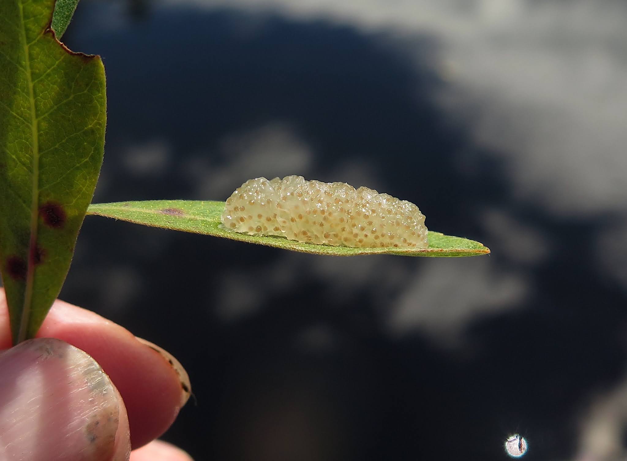 Saratoga woods and waterways: Late Summer, Lens Lake