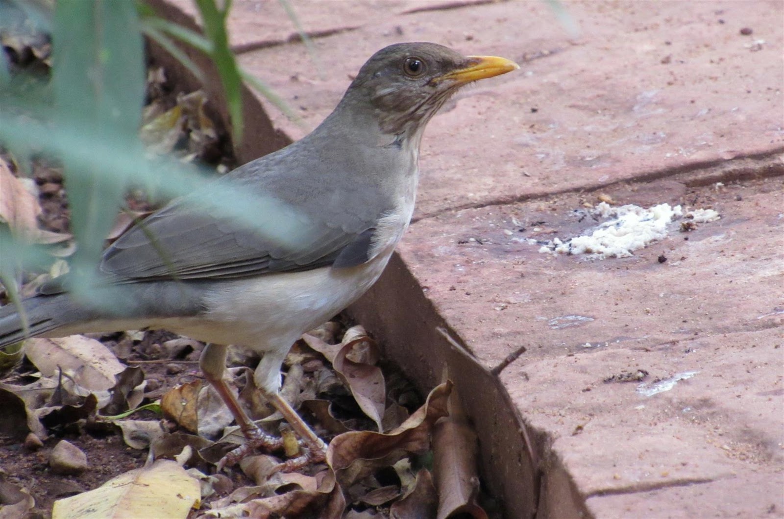 Birding for a Lark: Mali National Park, Bamako