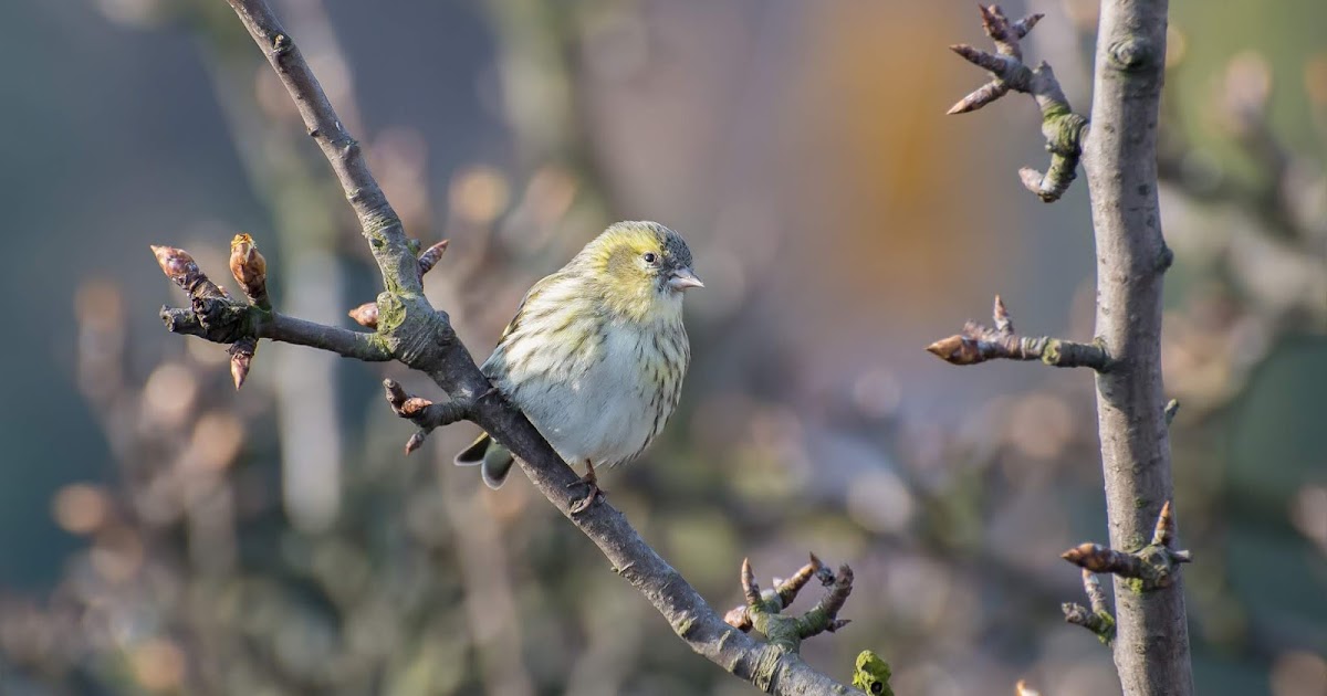 małe zielone miejsce: Czyż zwyczajny