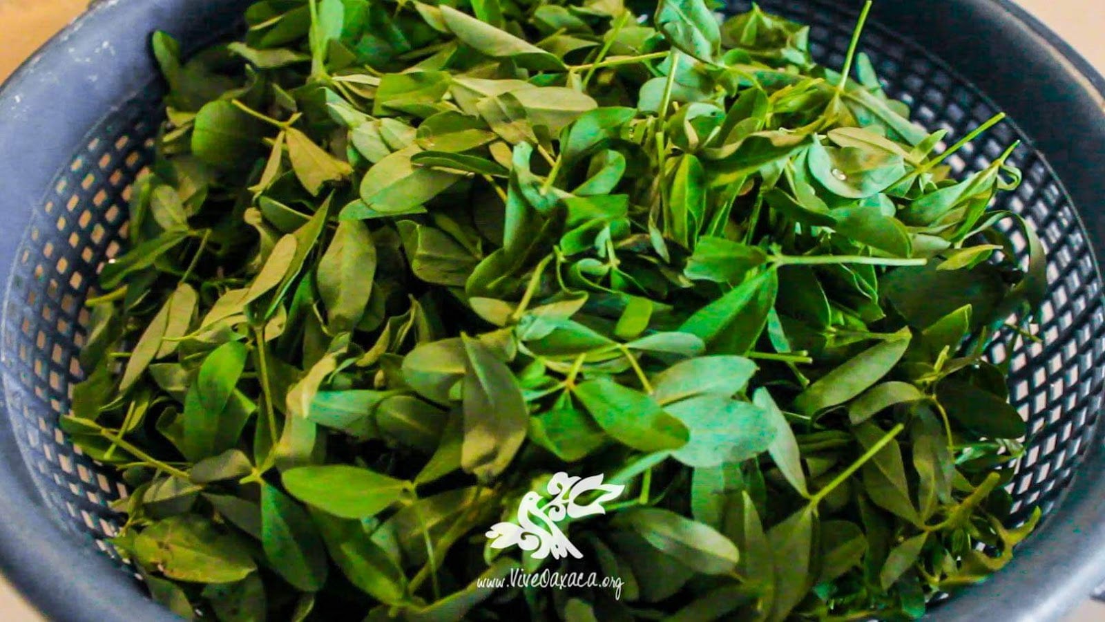 Gastronomía Oaxaqueña: Tamal Oaxaqueño de Chepil (Receta) - Vive Oaxaca