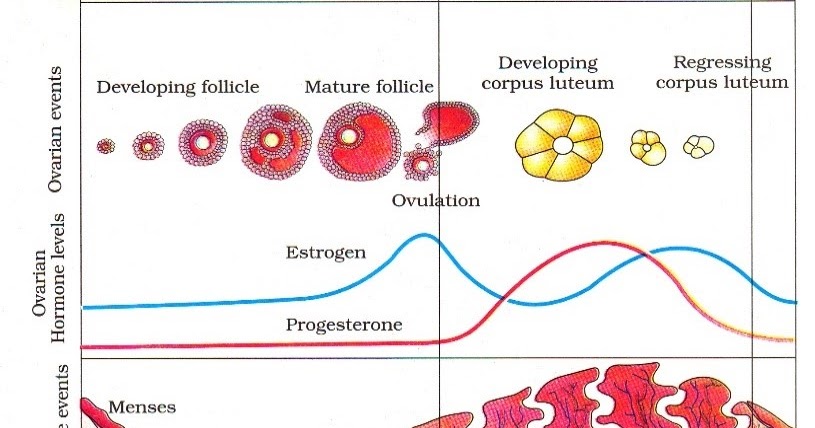 Welcome to the Living World: Human Reproduction - Notes | Class 12 ...