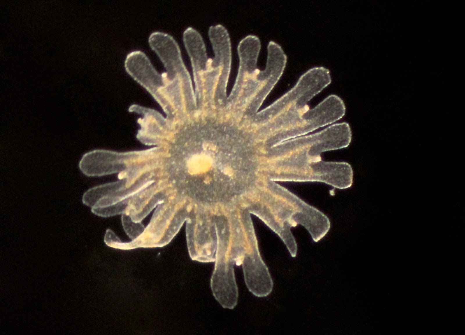 Developmental Biology in the Ocean 2013: Cephea cephea pt. 3