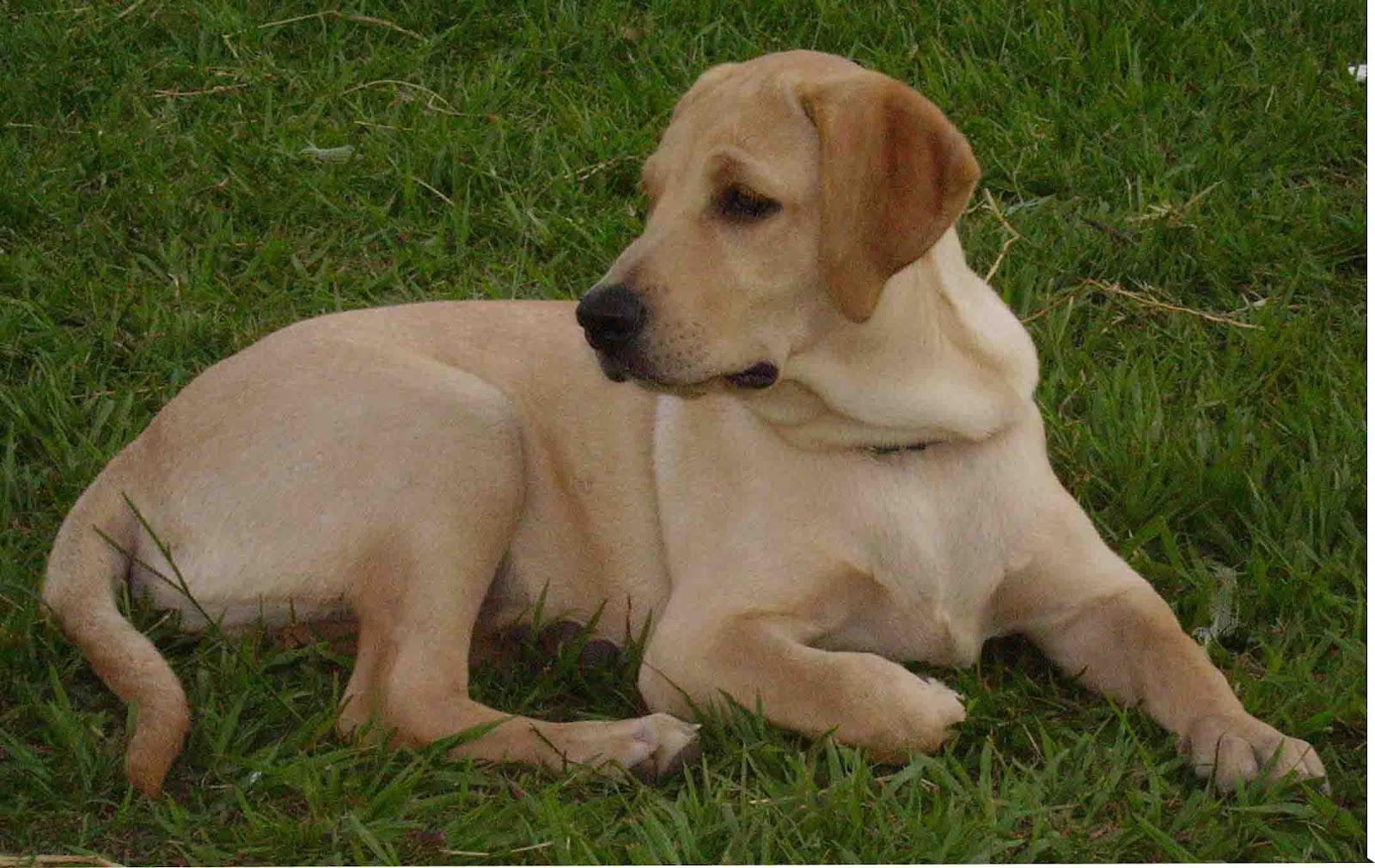 New for Lazy: Razas de perro: Labrador Retriever.
