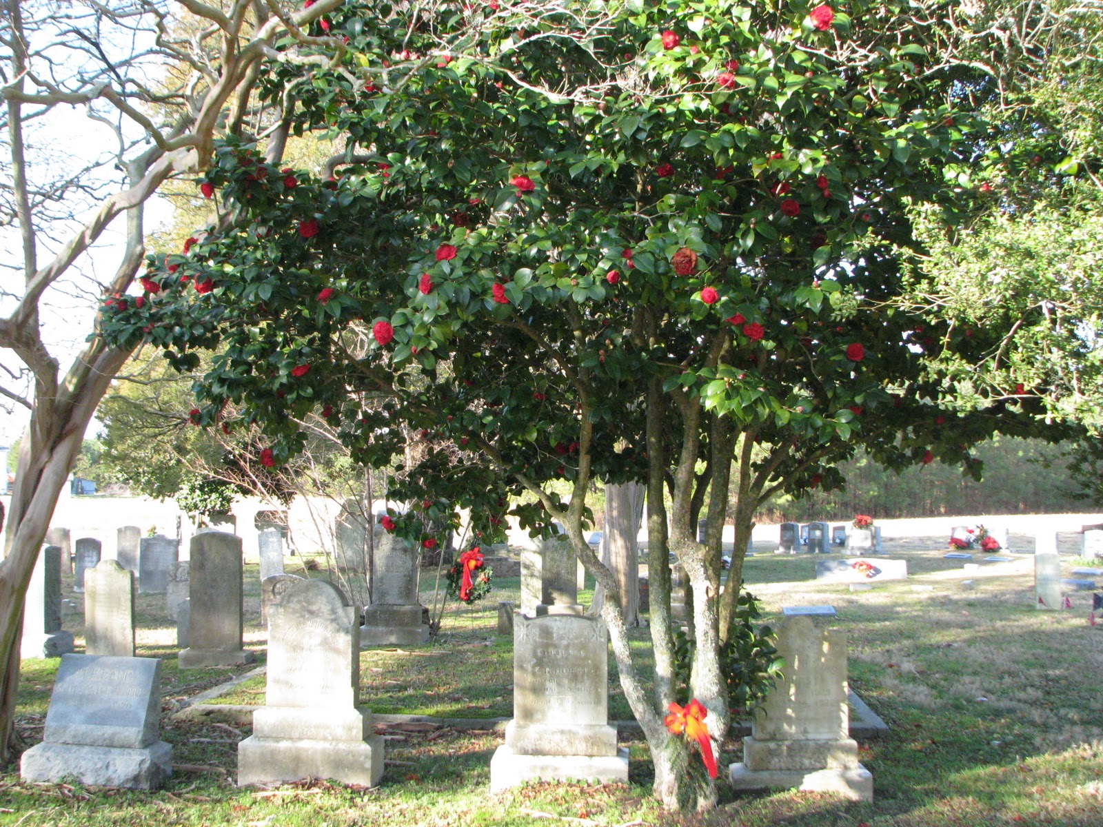 Life in Mathews: Pear Tree Cemetery