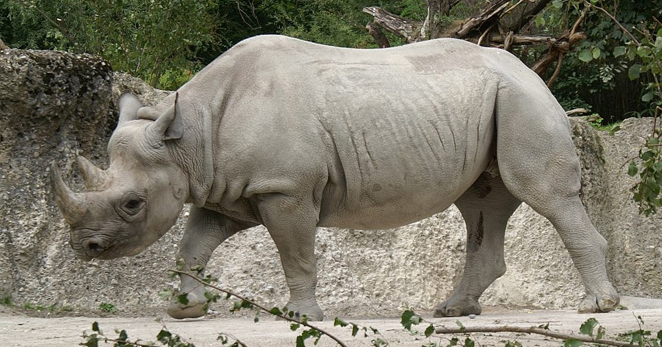 20+ Interesting Facts About Rhinos