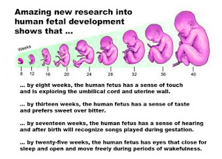 TAHAPAN PERKEMBANGAN JANIN DARI MINGGU KE MINGGU ~ GUDANG ILMU PENGETAHUAN