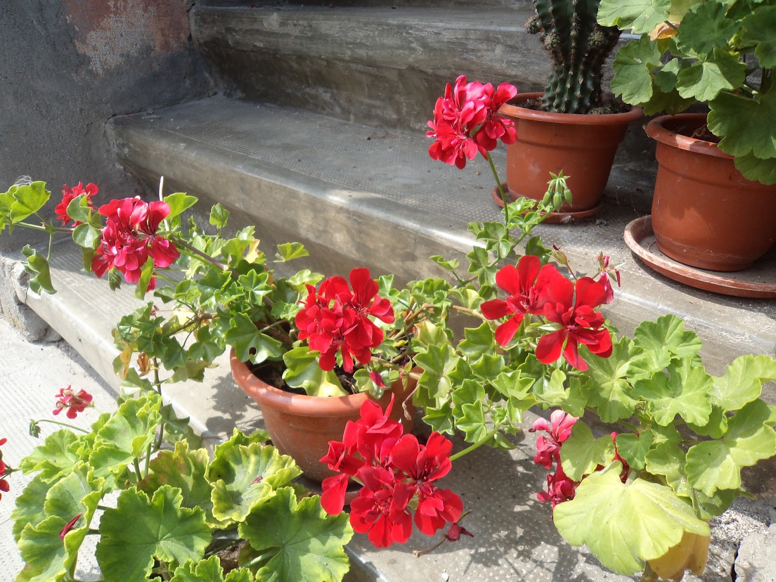 Muscate vechi si noi