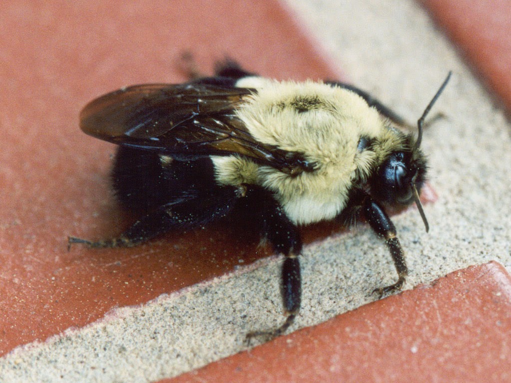 One species a day: Common eastern bumblebee