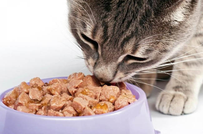 5 recetas de paté para gatos