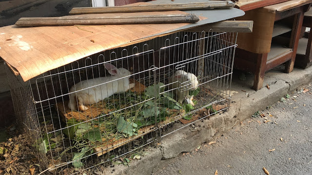 The easiest and beautiful hiking trail in Seoul (Namhansanseong-fortress)