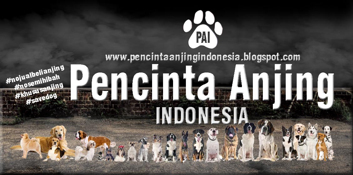 Pencinta Anjing Indonesia: Samoyed