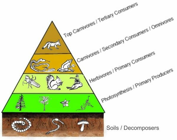 The Temperate Deciduous Forest: Biodiversity