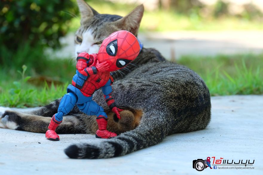 12 Gambar Lucu Antara Spiderman Vs Kucing