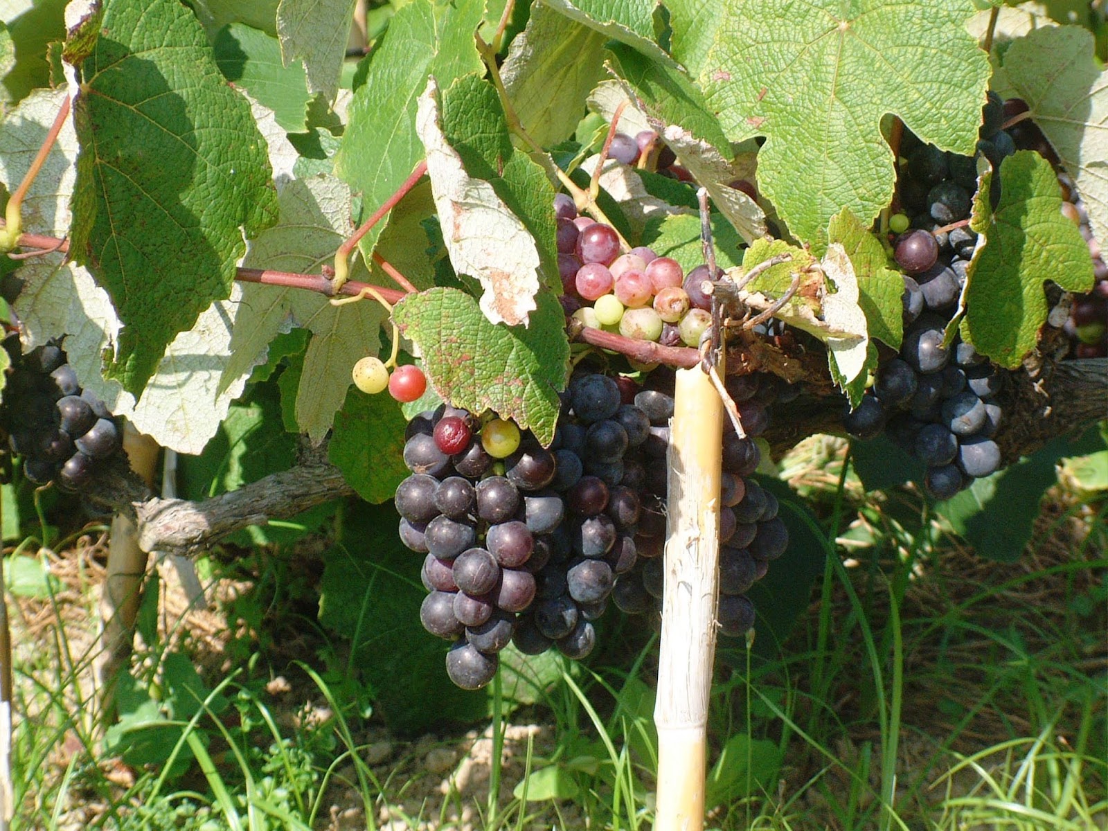 Em Defesa das Plantas dos Açores: Vitis labrusca L.
