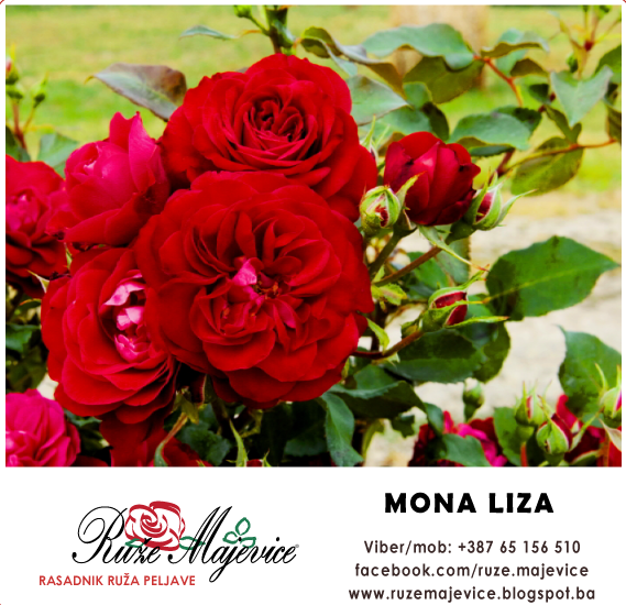 Ruže Majevice - Rasadnik ruža, Peljave. Sadnice ruža, stablašice, ruže ...