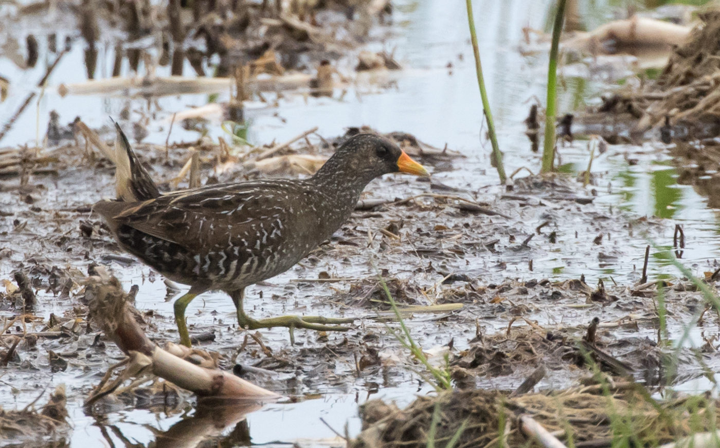Tuulanhavis: Heinäkuun lintuja