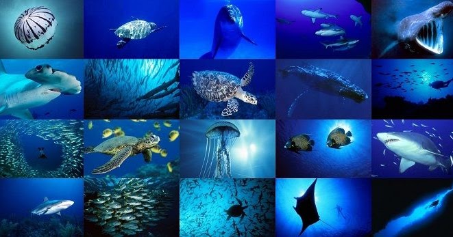 EL RINCÓN DE SEXTO A: Animales acuaticos: