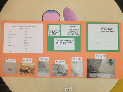 Cachey Mama's World of Learning: Bean Growth Experiment and Documentation