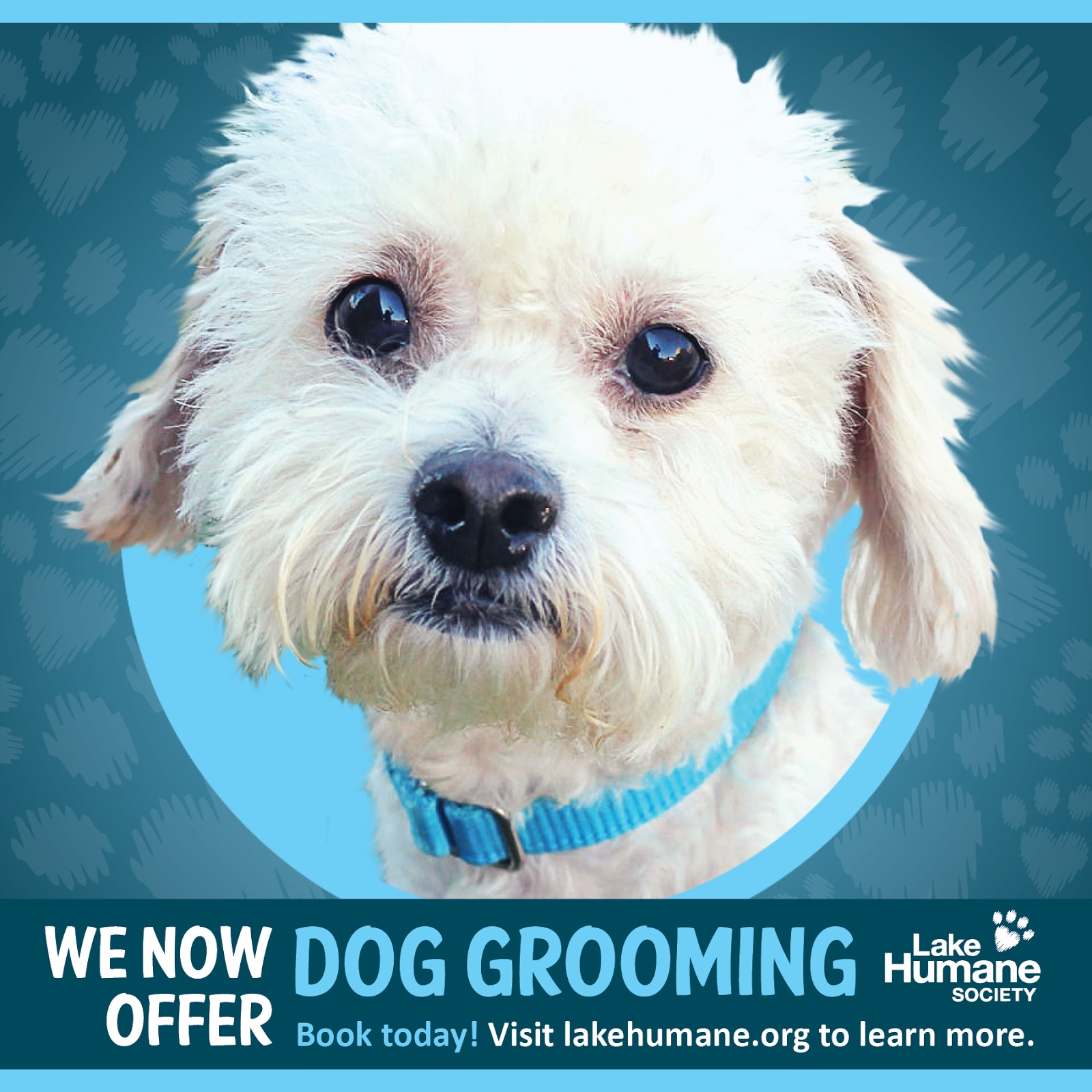 Lake Humane Society We Now Offer Dog Grooming lake-humane-society-we-now-offer-dog-grooming