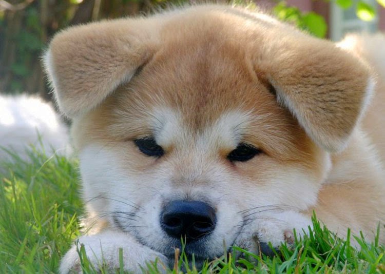 peritos lindos: los peritos lindos