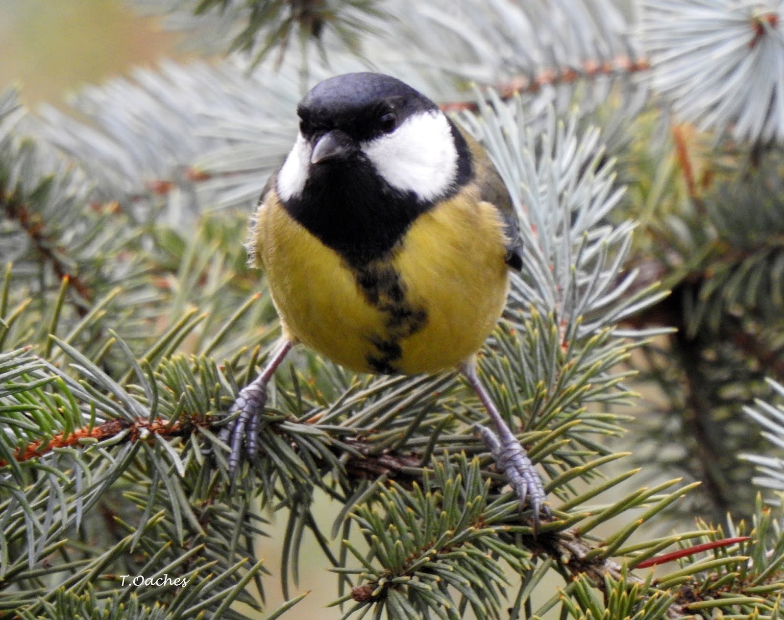 PASARI DIN ROMANIA: PITIGOI MARE, Parus major