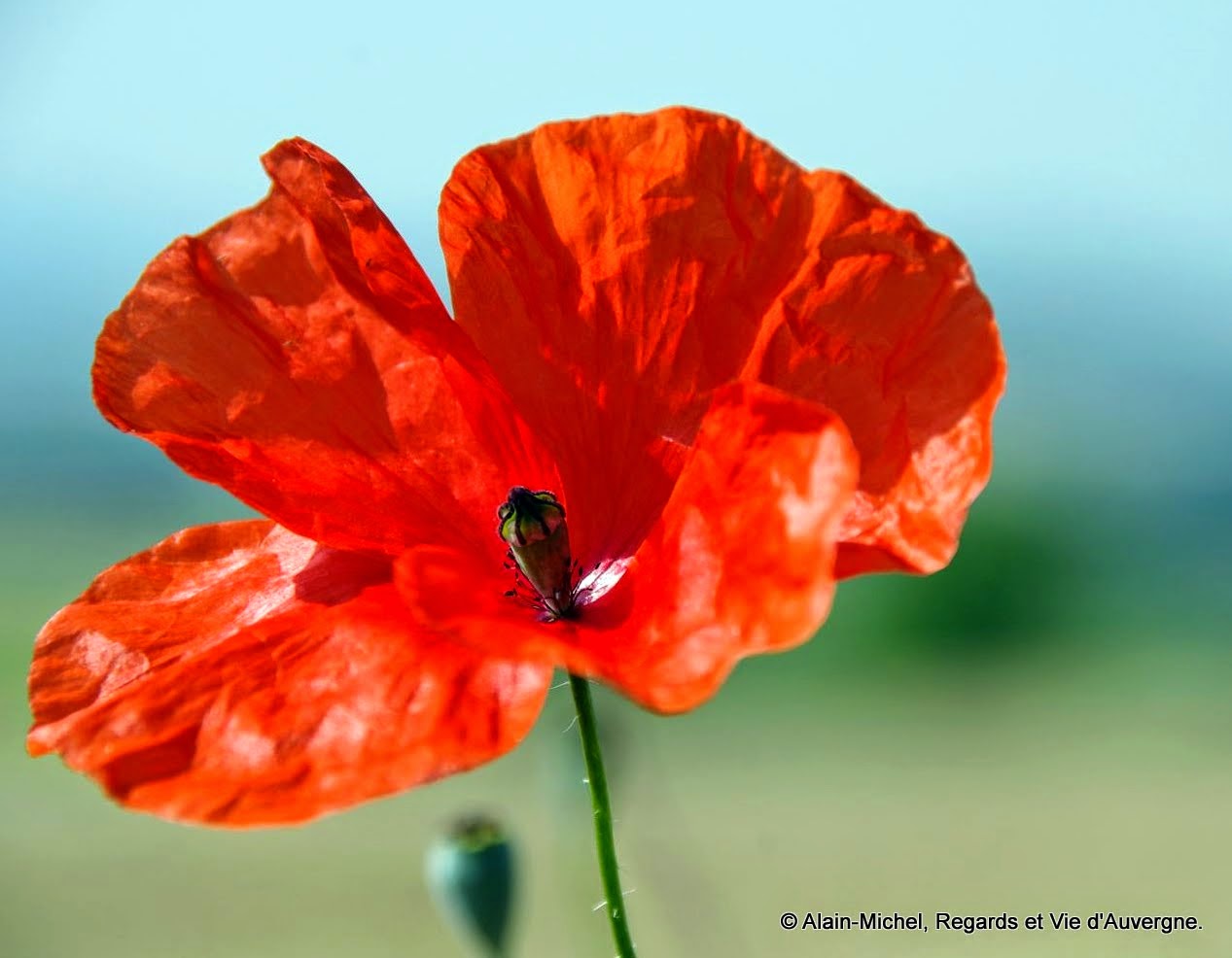 Le Coquelicot. (Poème)Regards et Vie d'Auvergne