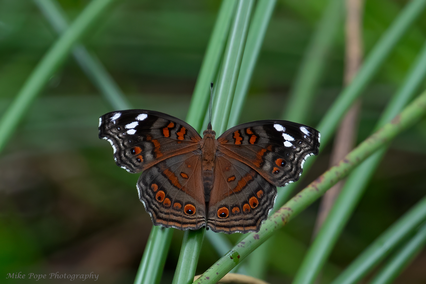 Birding | Photography | Adventure: Kruger Park delivers