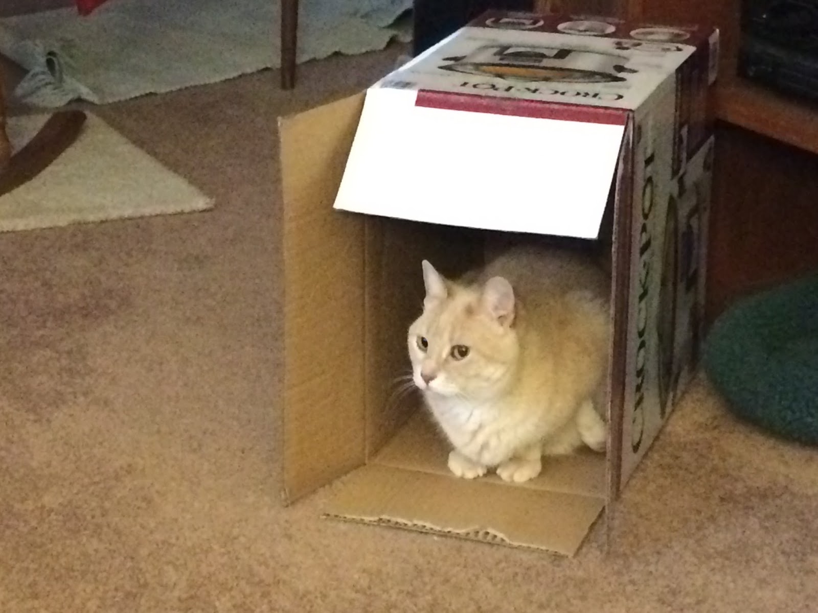 JUST DUCKY!: Caturday - International Box Day