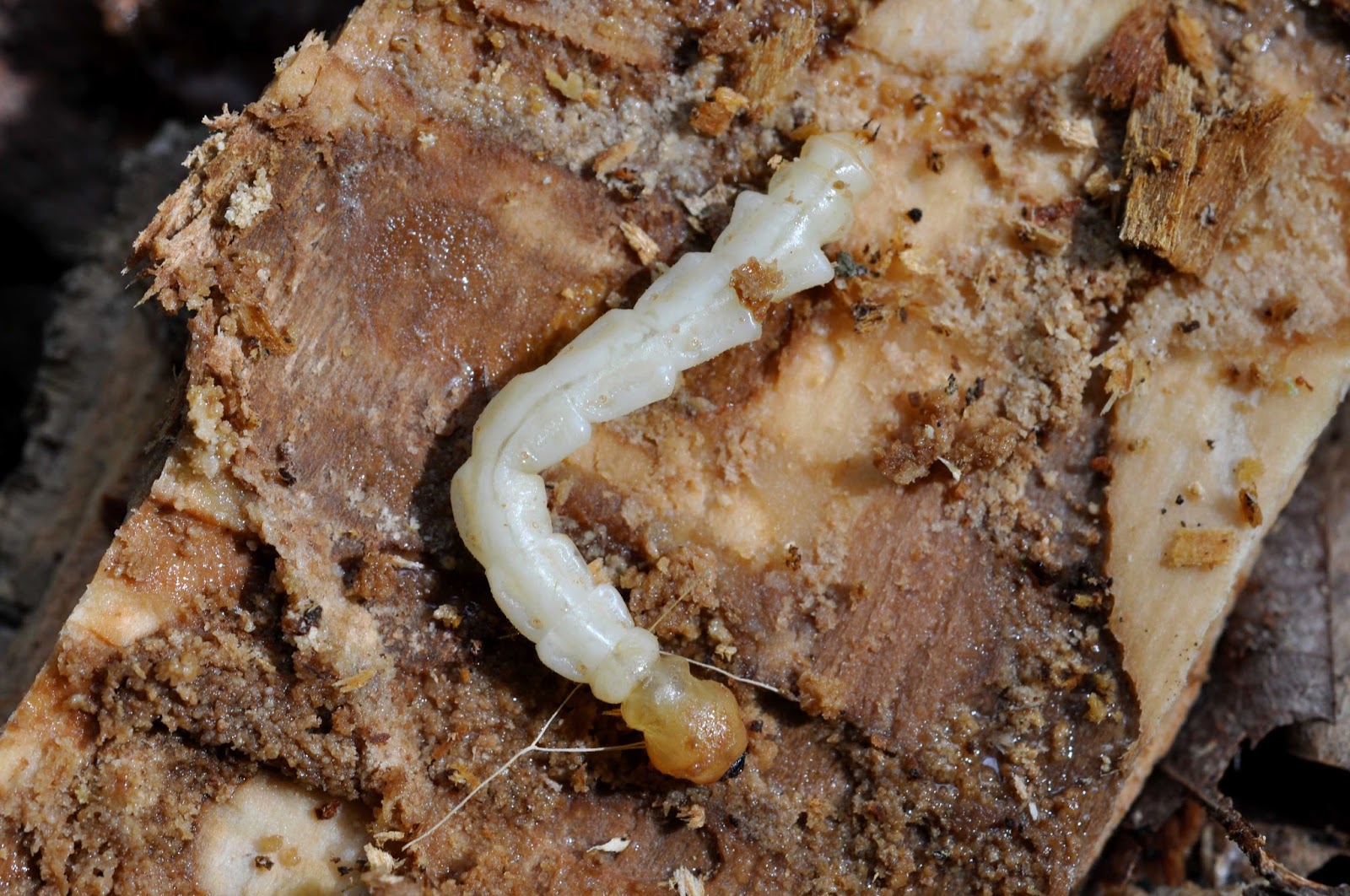 Central Pennsylvania Forestry: April 2017