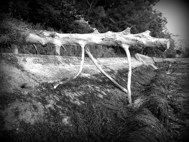 Birding For Pleasure: Birds and Binstead Beach