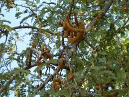 TIBA KWA KUTUMIA MTI WA UKWAJU - Dr BaBu Haji