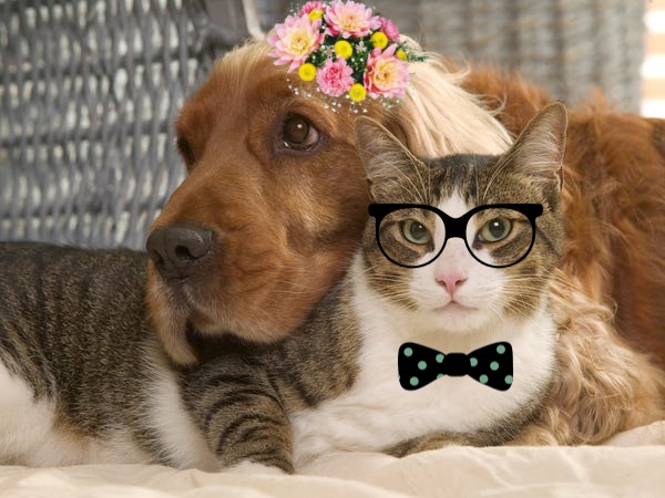 ANIMALS TIME : 10 Best Cats and Dogs edited pics (las 10 mejores fotos ...
