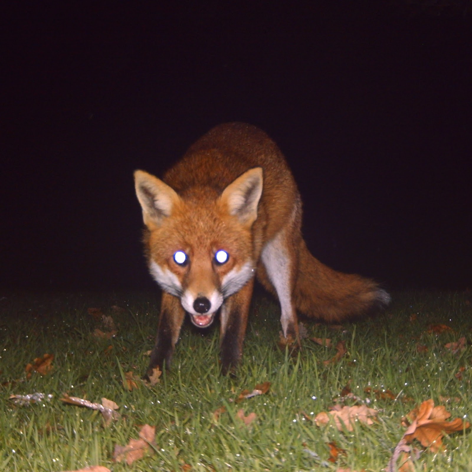 Red Fox Eyes At Night