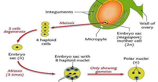Biology is Awesome!: FIGURE 2:Development of the Embryo Sac