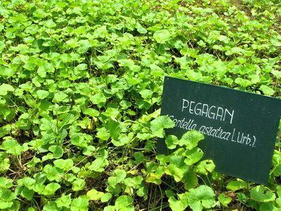 Desa Sumerta Kauh: CARA PENGELOLAAN DAN PEMANFAATAN LOLOH DON PIDUH ...