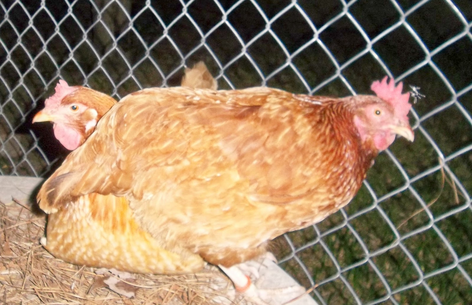 PRACTICAL PARSIMONY: Two-headed Chicken