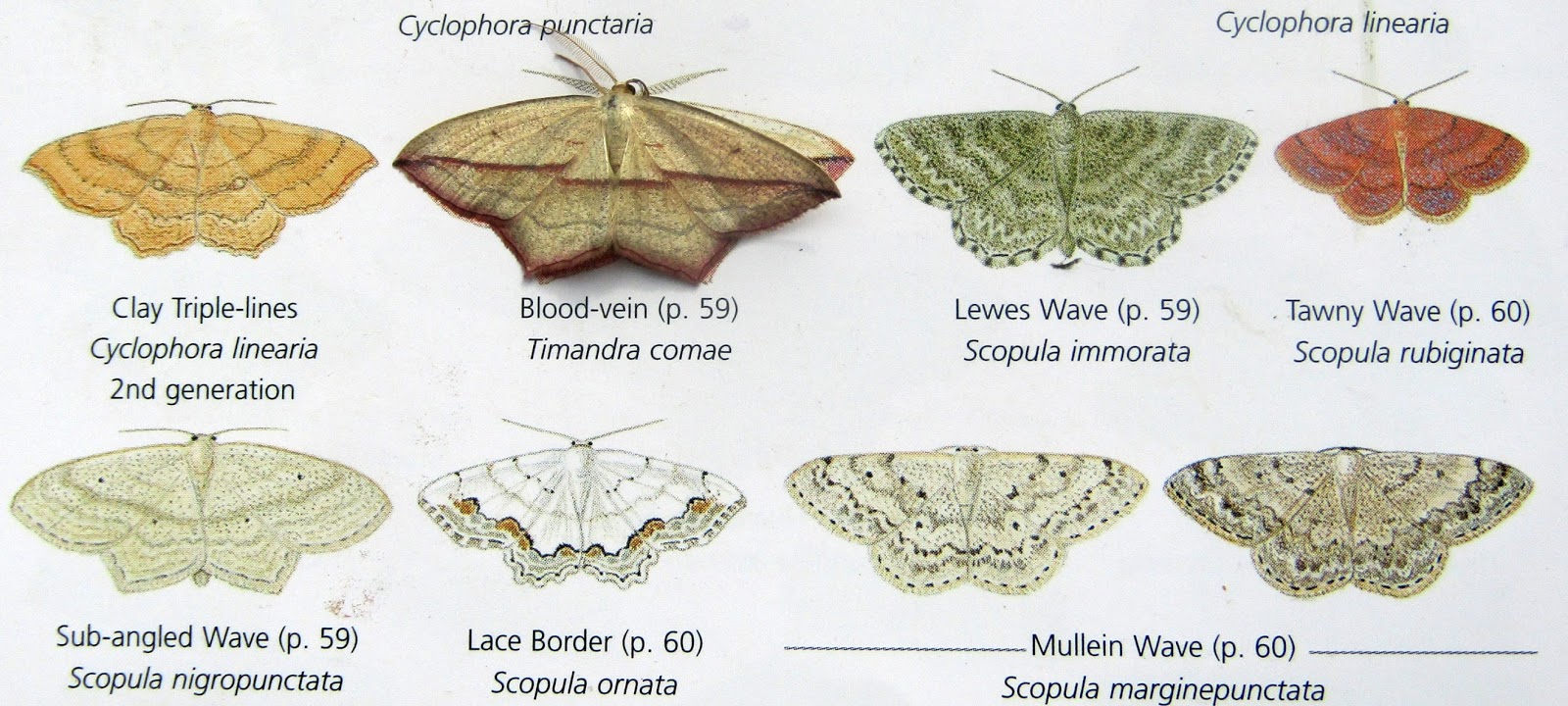 Camo Moth With Pattern