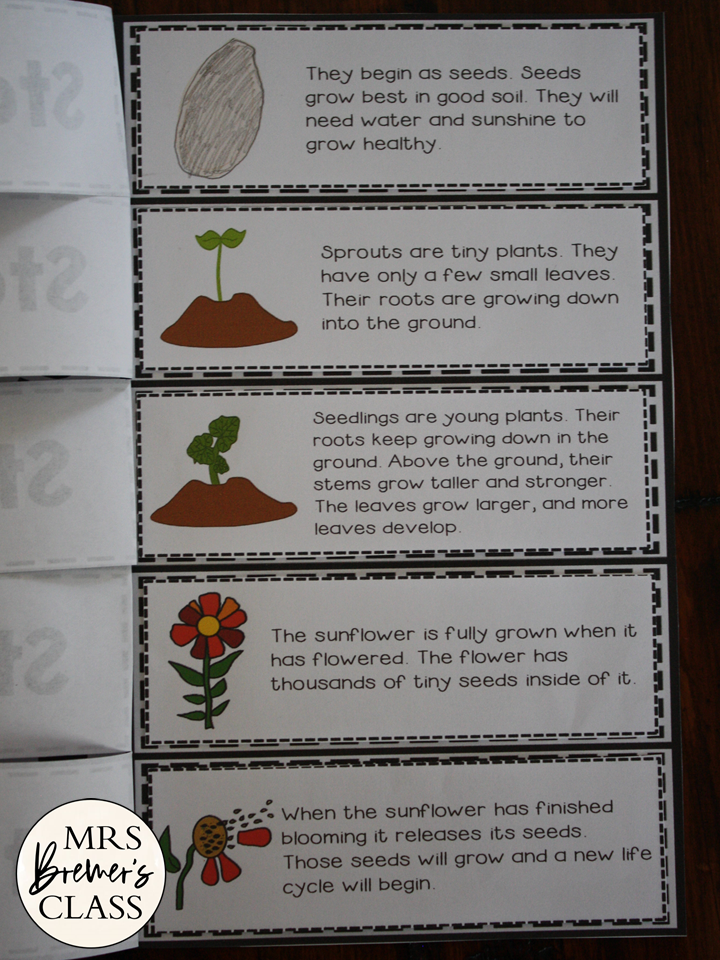 The Tiny Seed | Mrs. Bremer's Class